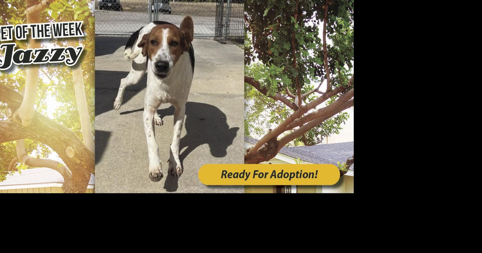 Jazzy! Pet of the Week | News | thesussexsurrydispatch.com