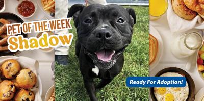 PET OF THE WEEK | News | thesussexsurrydispatch.com