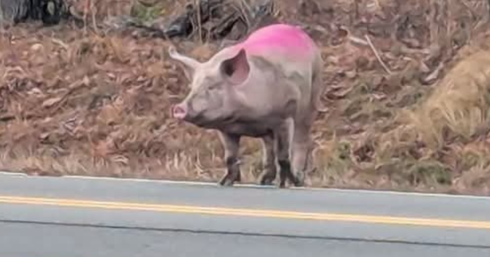 Trauma Coach Coaxes Confused Hot Pink Pig to safety | Local News ...