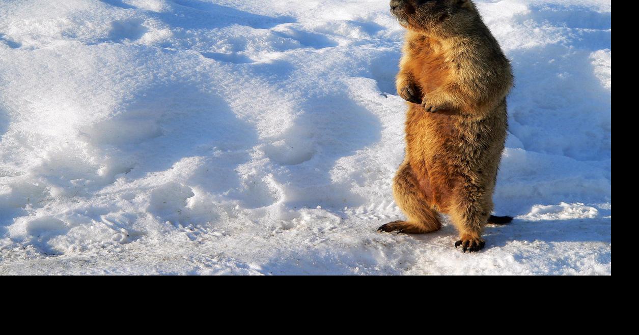 Groundhog Day Facts, Fiction and Fun | Local News ...