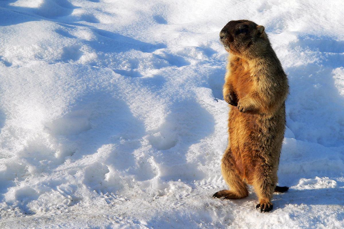 Groundhog Day Facts, Fiction and Fun | Local News ...