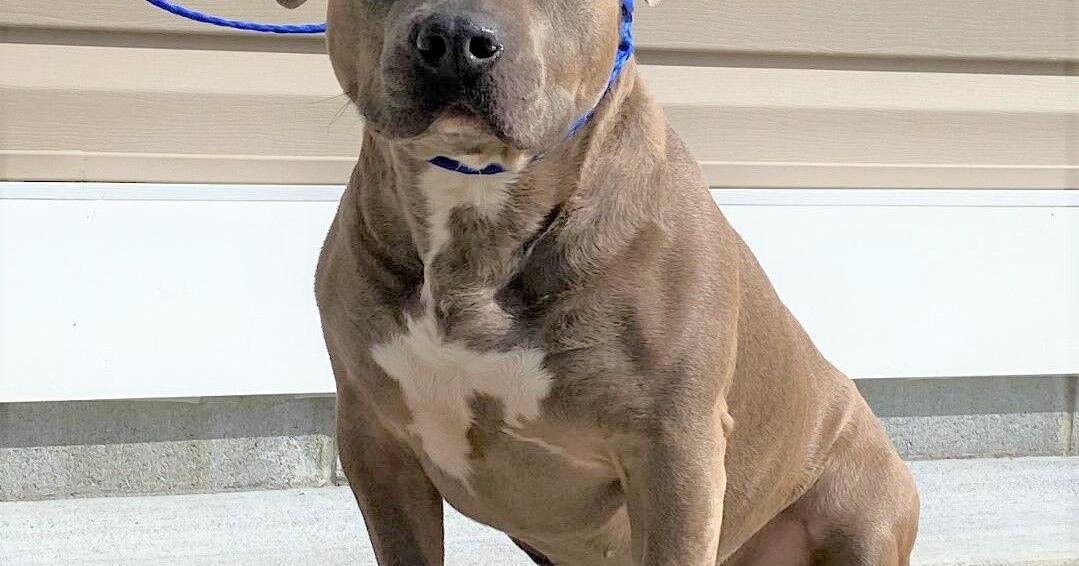 Pet of the Week - Zora | News | thesussexsurrydispatch.com