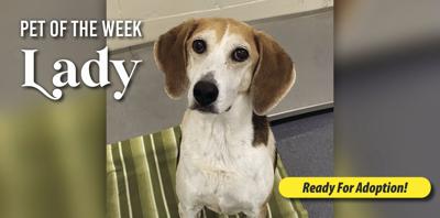 Pet of the week | News | thesussexsurrydispatch.com