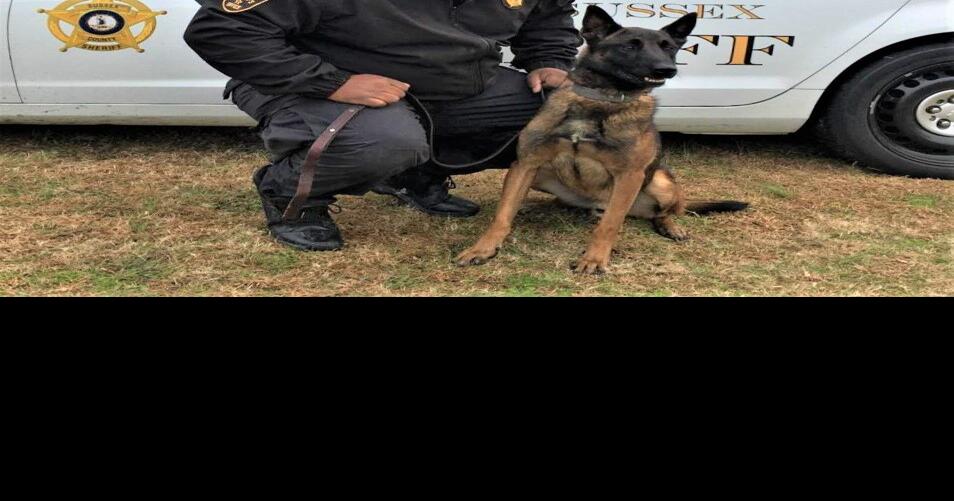 Sussex K9 'Zorro' aids in capture of three home invasion suspects ...