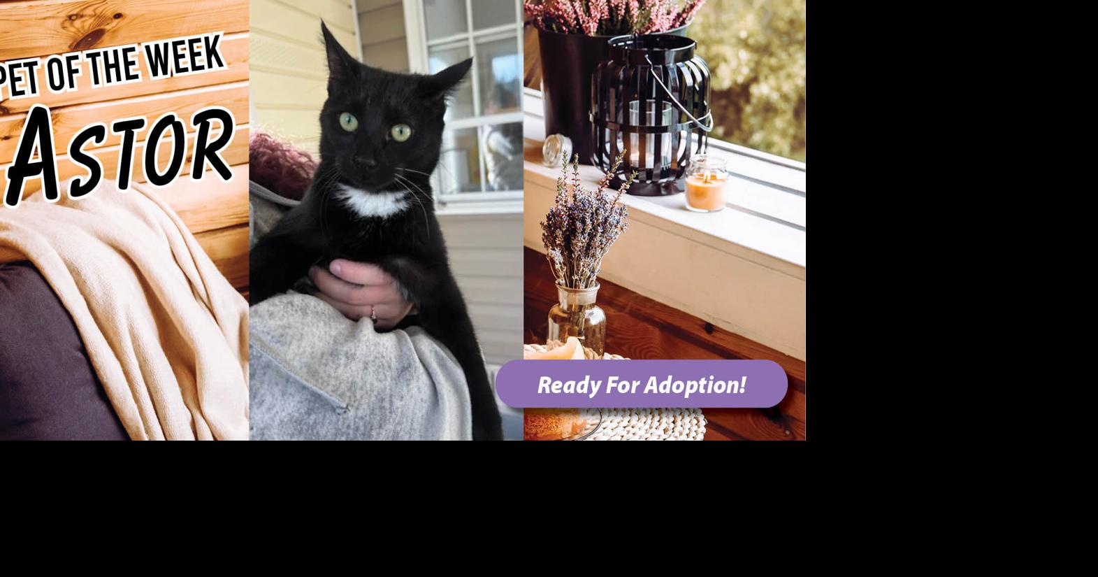 Astor Pet of the Week | News | thesussexsurrydispatch.com