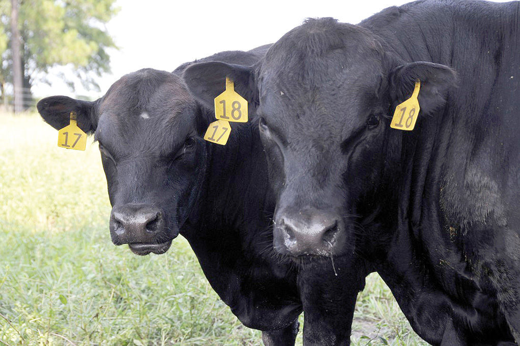 New co-op aims to expand processing, create SC beef product