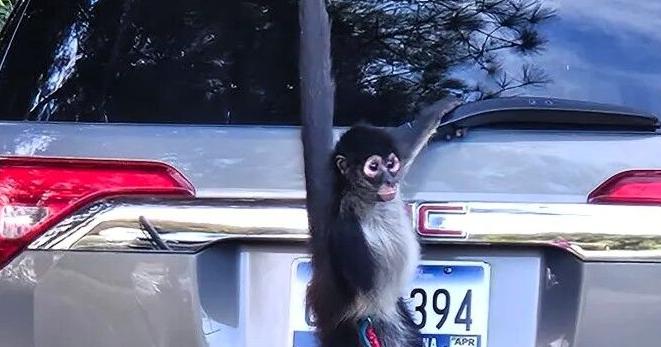 Clerk’s many tasks include monkey wrangler