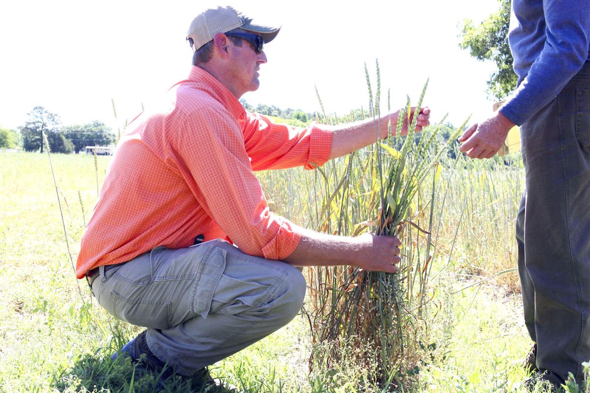 Reviving old Southern crops