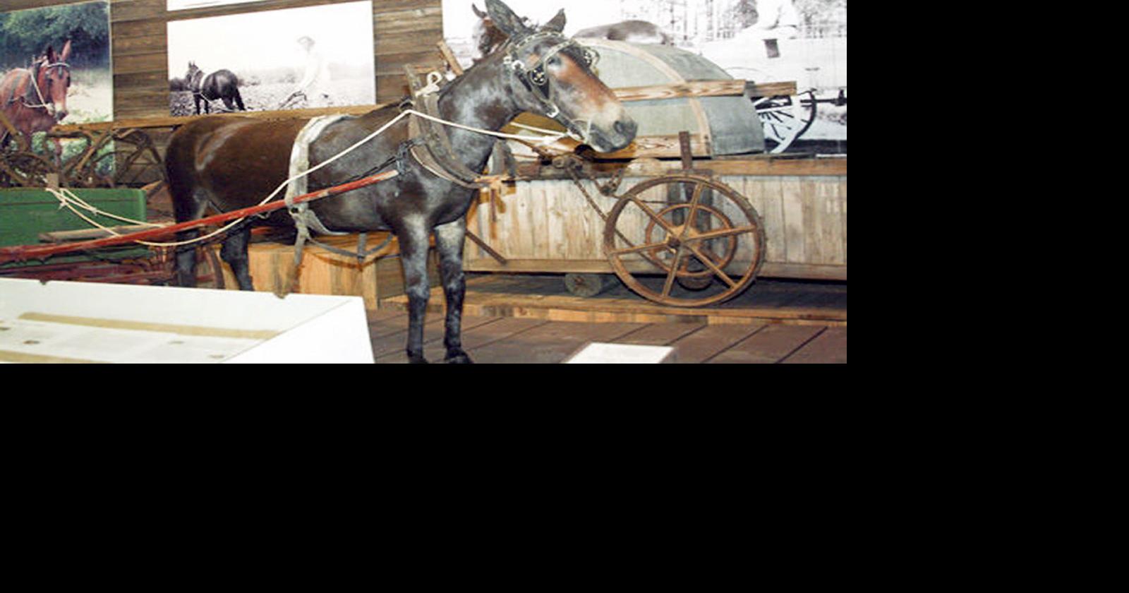 A glimpse into Elloree’s past: Museum shows life in the rural South