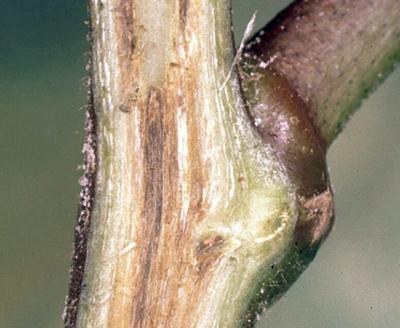 Clemson, Australian scientists to fight combat Fusarium wilt