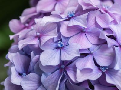 Enjoy and protect hydrangeas from hungry deer