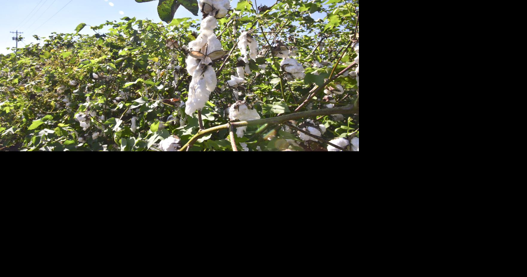 Storm hurt cotton, peanuts in question; farmers feared worse from Michael