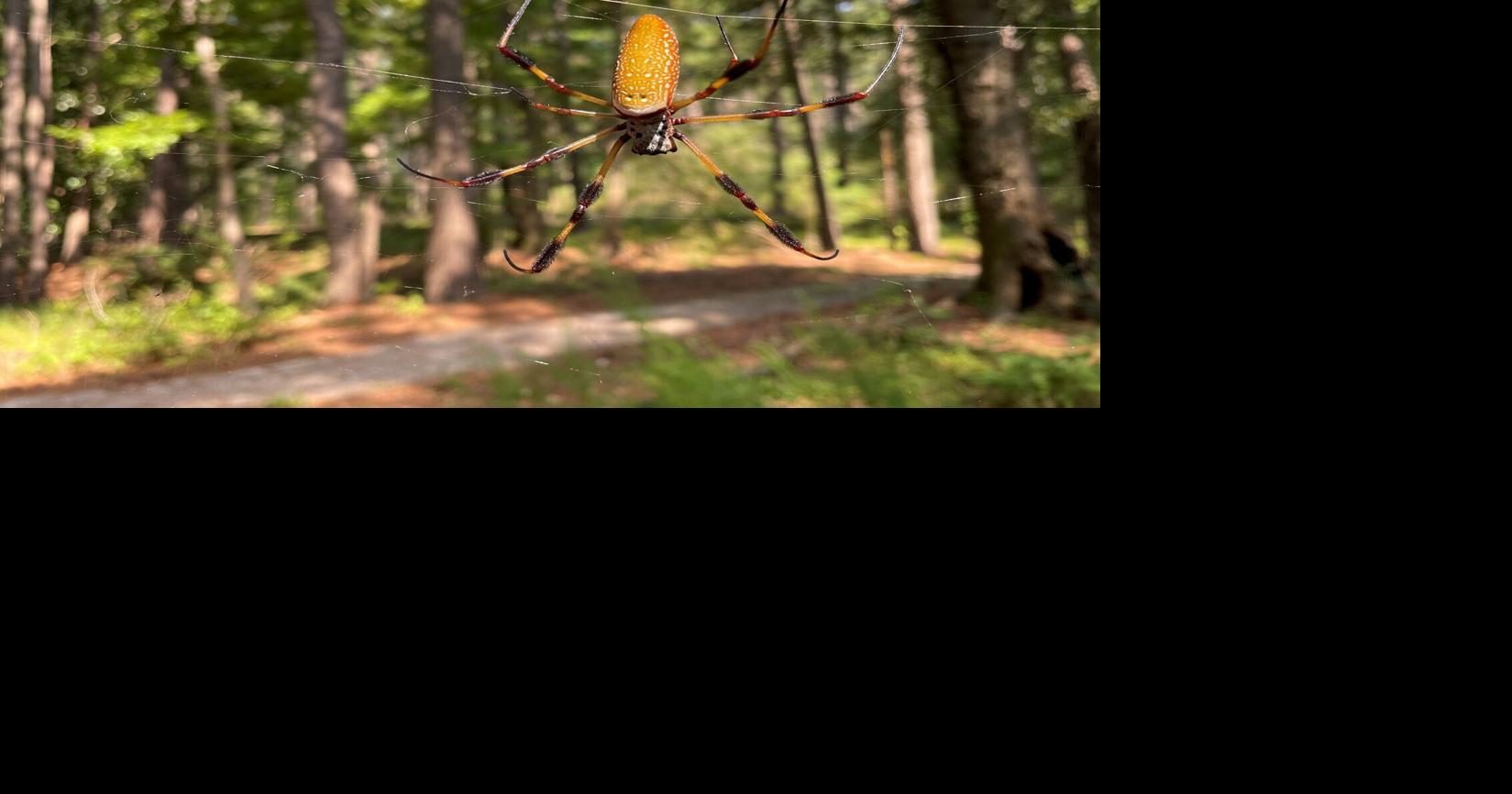 These huge spiders are in SC yards for the summer