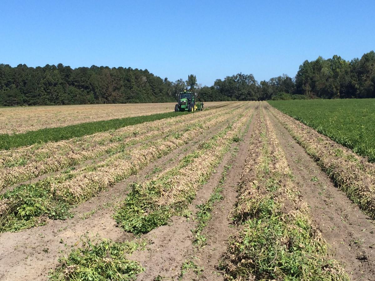 Bamberg County farmers face wet field conditions