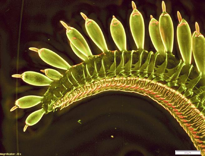 BUTTERFLY PROBOSCIS: Scientists unraveling astonishing complexities