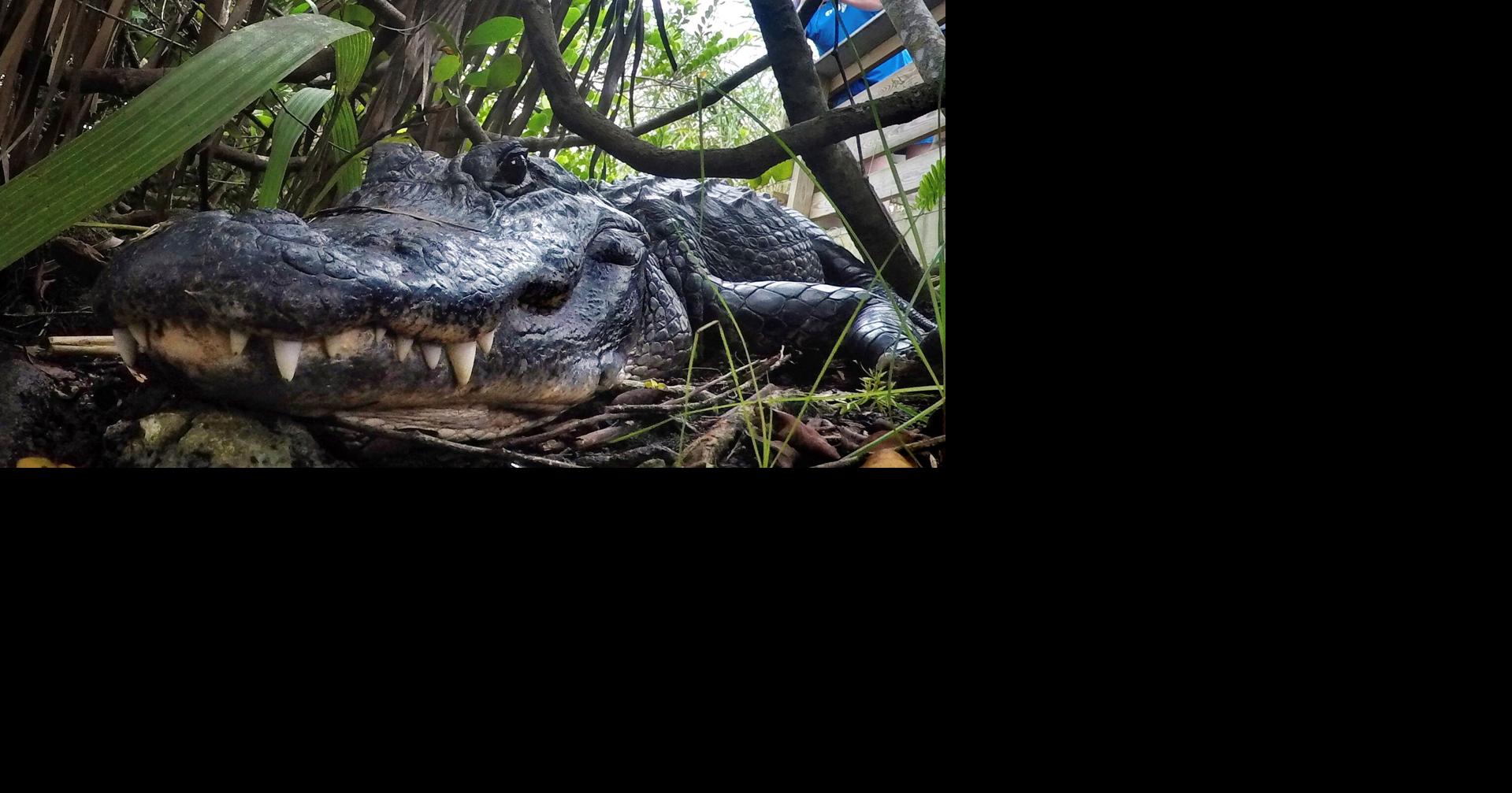 Florida man dies after crashing his car into an 11-foot alligator