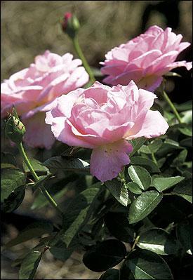 LOCAL: Winning roses on display at Edisto Memorial Gardens