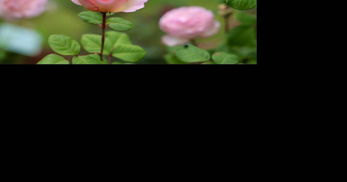 Queen of Roses Pageant Saturday