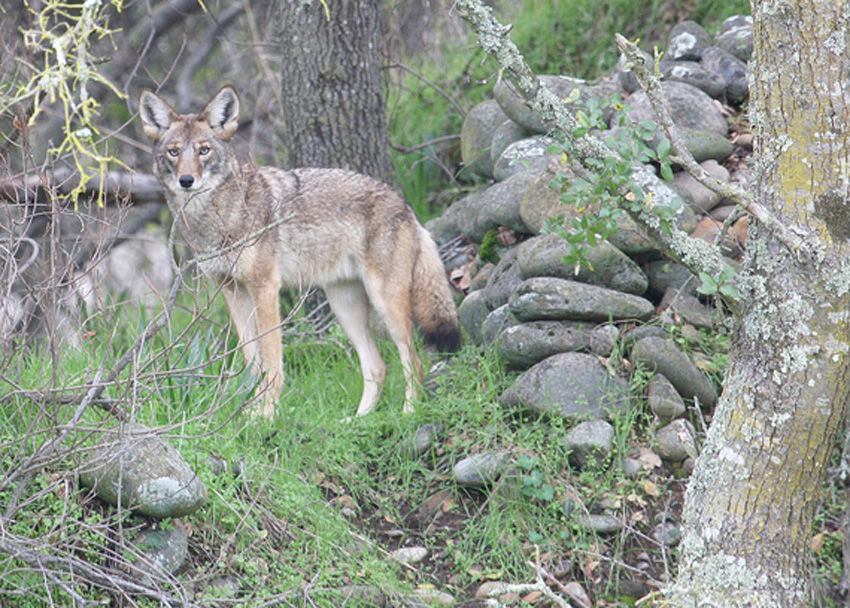 COLLARING COYOTES: Study in S.C, Georgia, Alabama to focus on predation ...