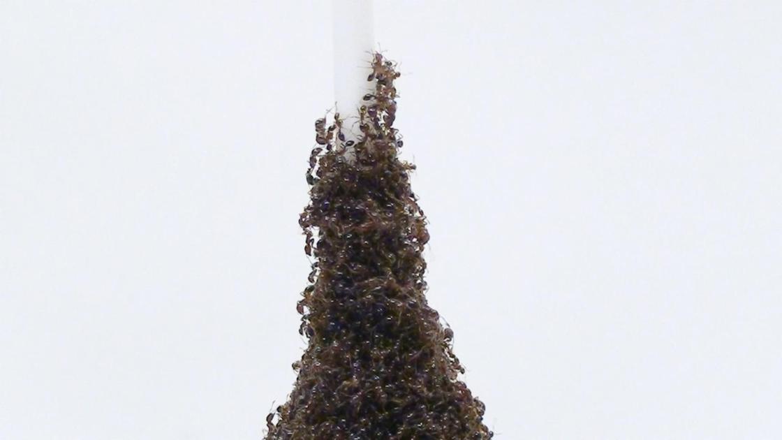 Fire Ants Can Build Roiling Ant Towers To Get Around | Health & Fitness ...