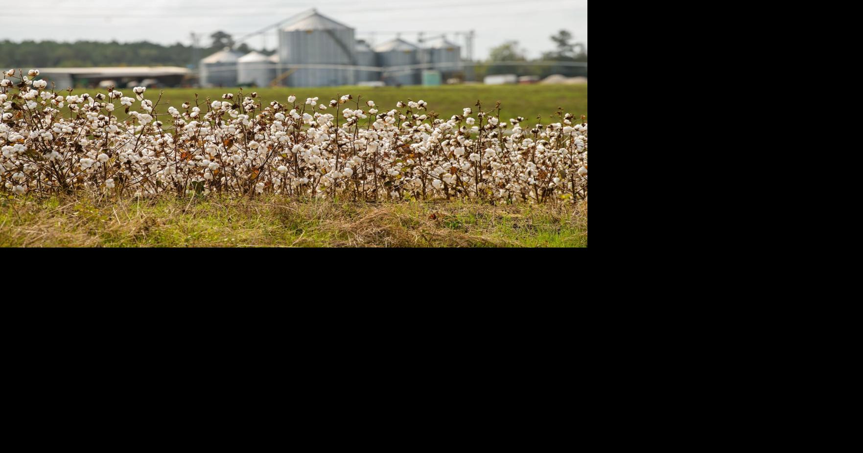 Battling the boll weevil: Farmers to pay less for program to eradicate pest