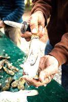 South Carolina shellfish harvest season opens Oct.1