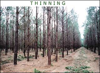 Eliminating overcrowding among pines crucial to ensuring profitable outcome