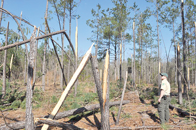 Forestry Commission urges timber owners not to rush post-storm decision