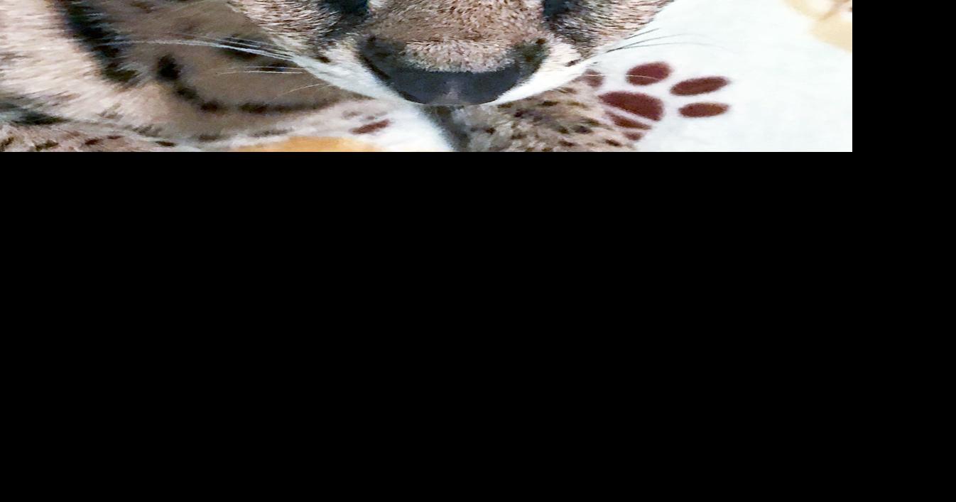 African serval cat prowling around; feline spotted near Columbia Road
