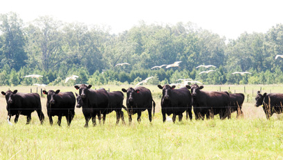 Local farms move to grass-fed livestock