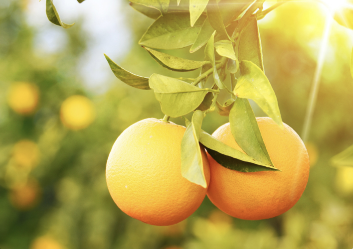 Disease, weather lead to orange juice crisis