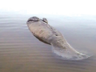 Manatee lost on lake dies