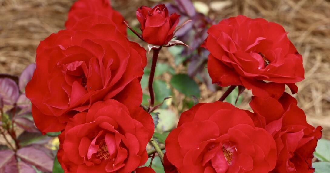 Orangeburg to crown Roses Queen and Princess