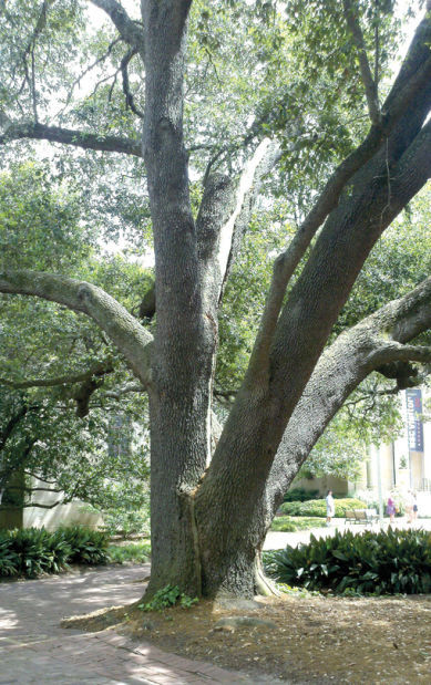 Local nursery replaces 150-year-old oak on USC's Horseshoe with 20-foot ...