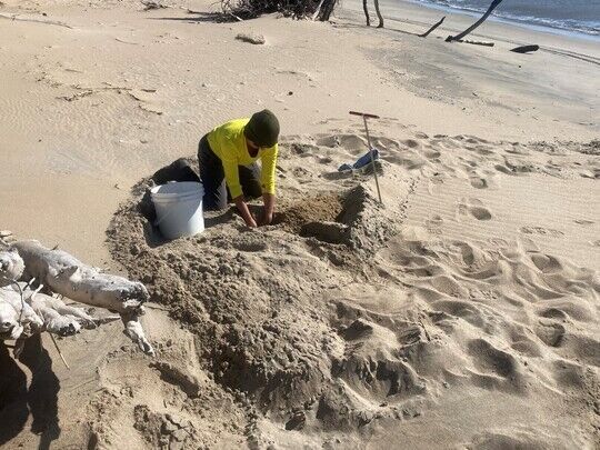 2 loggerhead nests kick off SC sea turtle season