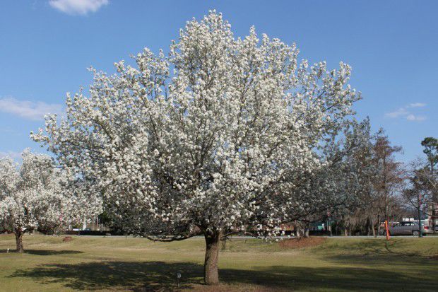 'Bounty' goal is to replace popular Bradford pear trees