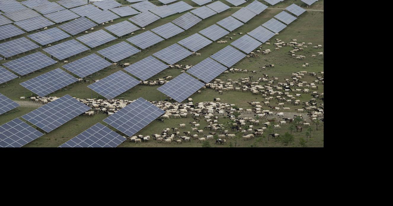 Orangeburg County solar farm to double as sheep grazing pasture