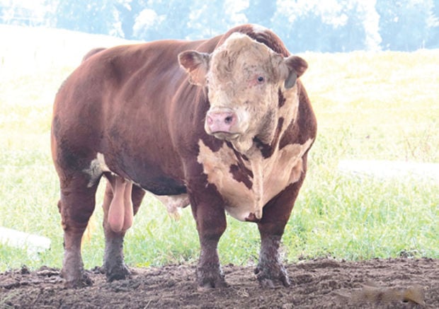 Hereford Cattle Genetics