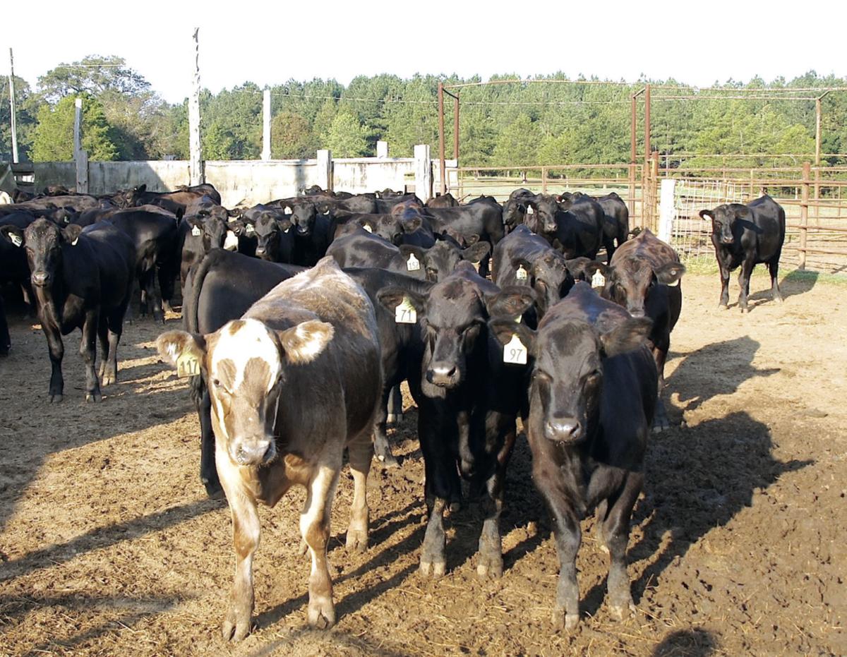 Clemson initiates heifer development program at Edisto REC