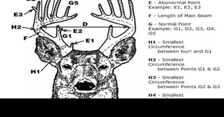 S.C. antler scoring begins in March