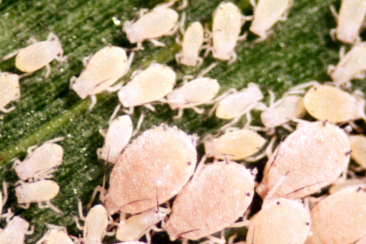 Sugarcane aphids have returned to South Carolina | Agriculture ...