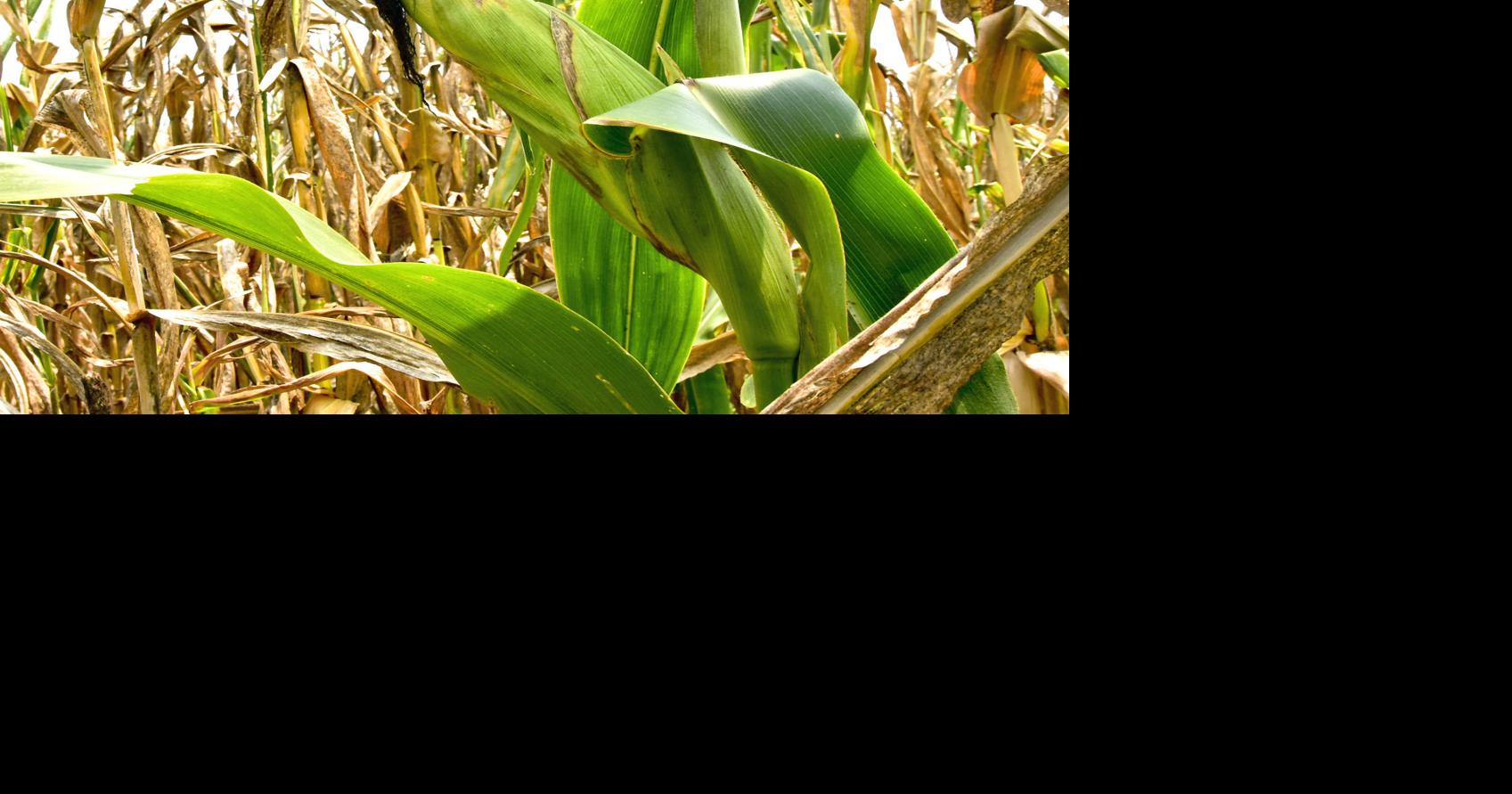 Dryland corn takes hit from dry spell; rain needed for cotton, peanuts ...