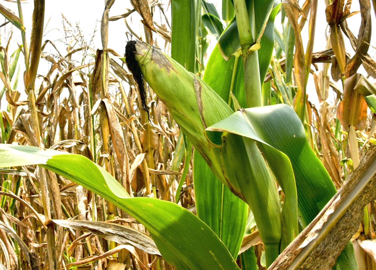Dryland corn takes hit from dry spell; rain needed for cotton, peanuts ...