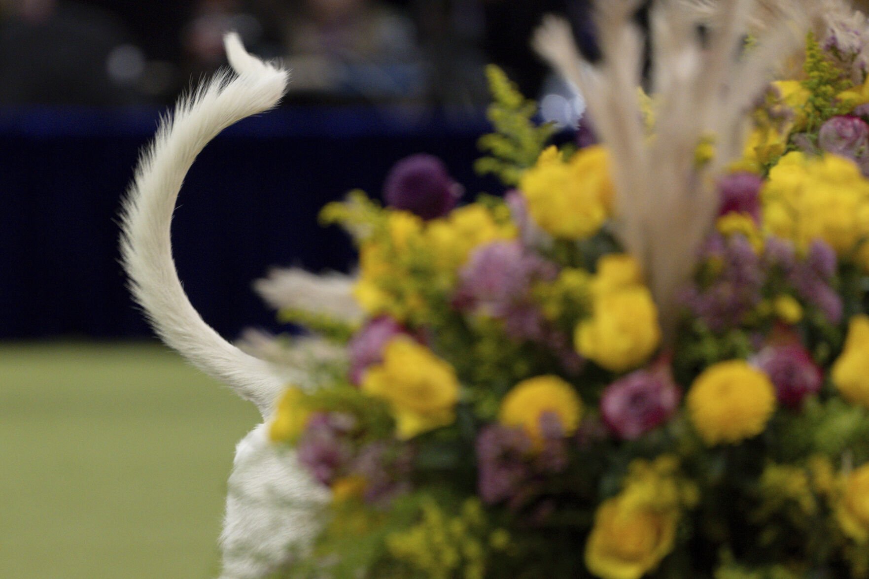 Then and now: The Westminster Kennel Club dog show at 150