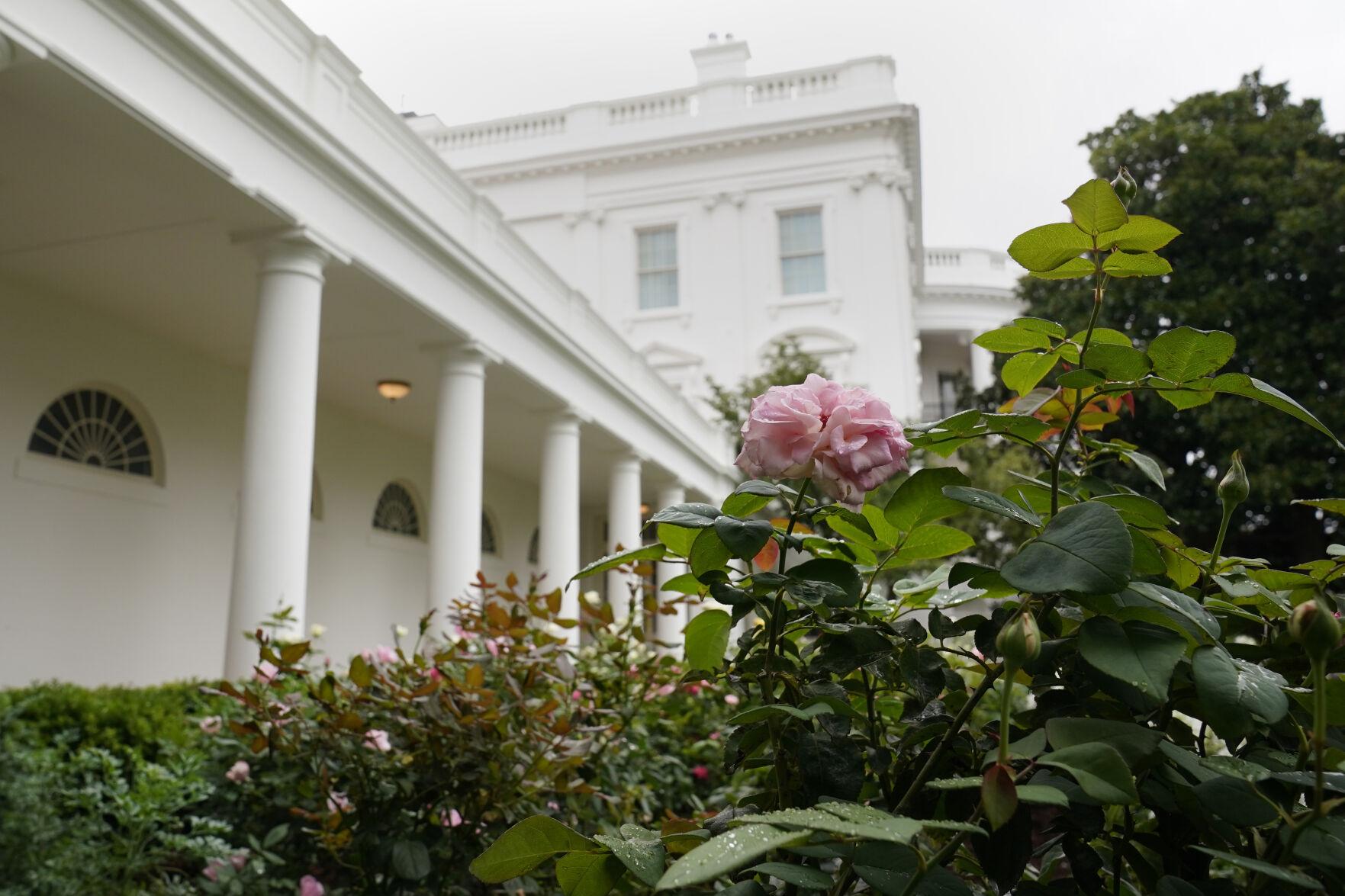 Photos: An up-close look at the newly renovated White House Rose Garden ...
