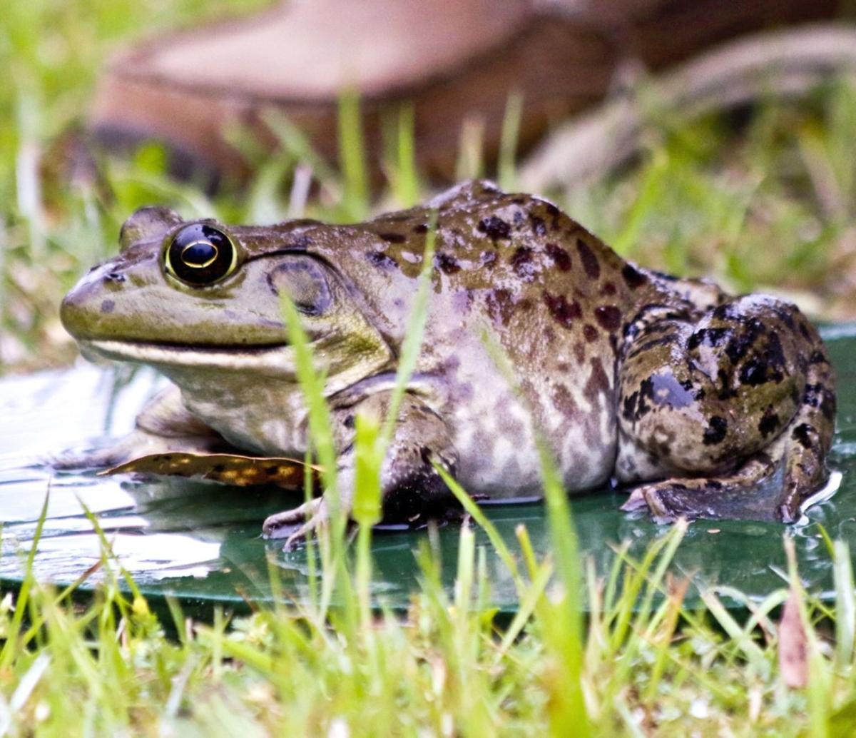 The Frog Jump is back: The good ol' days can be good new ones
