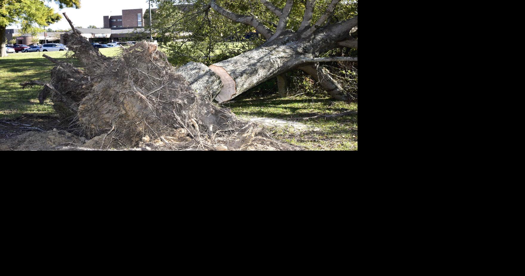 Trees in the storm: Inspecting now can protect them, prevent damage in ...