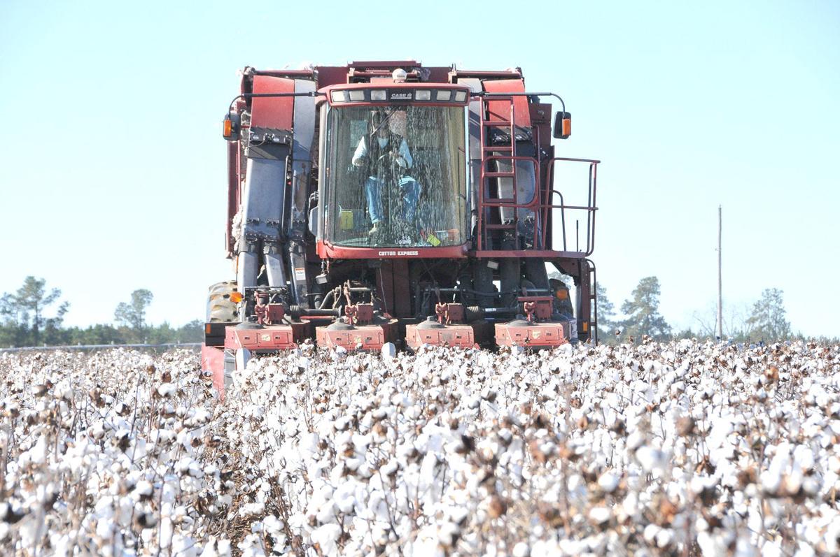 USDA opens election period for seed cotton program