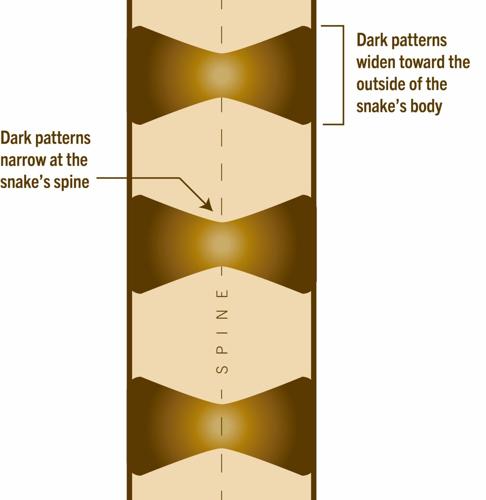 How to keep copperheads out of your yard