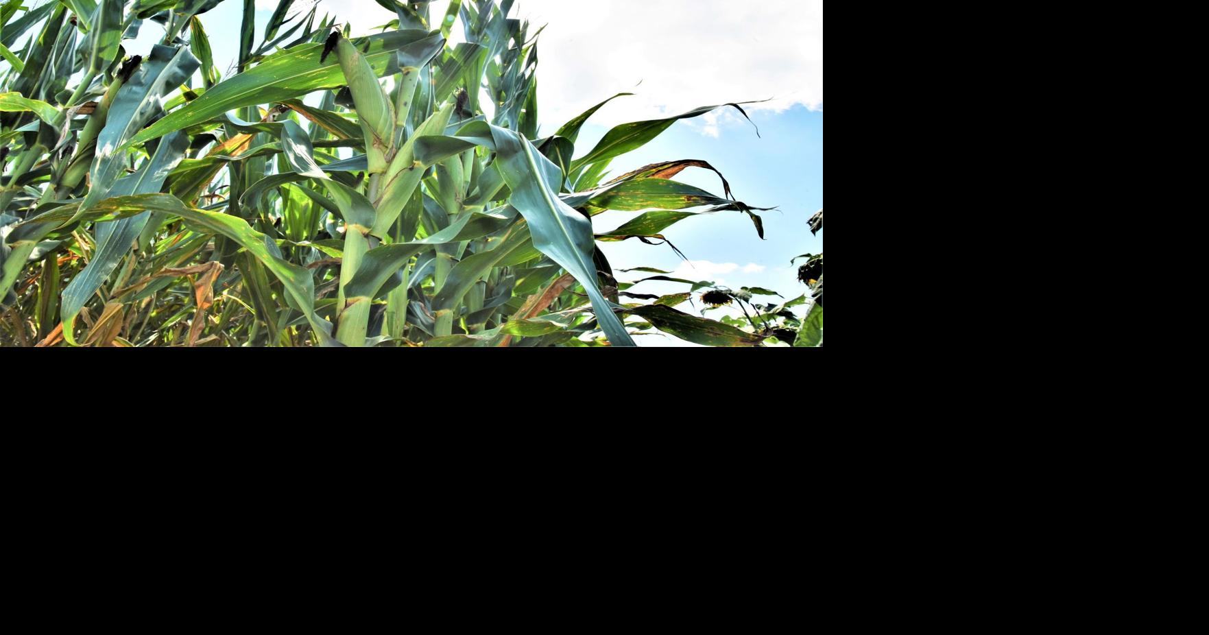 Dryland corn having best year in recent memory -- but no bright spot on ...